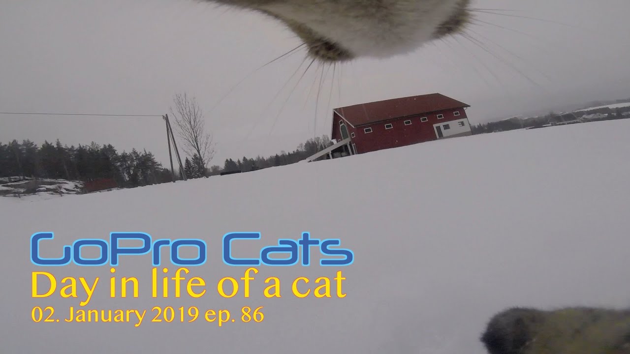Cat with GoPro walking in snow - YouTube