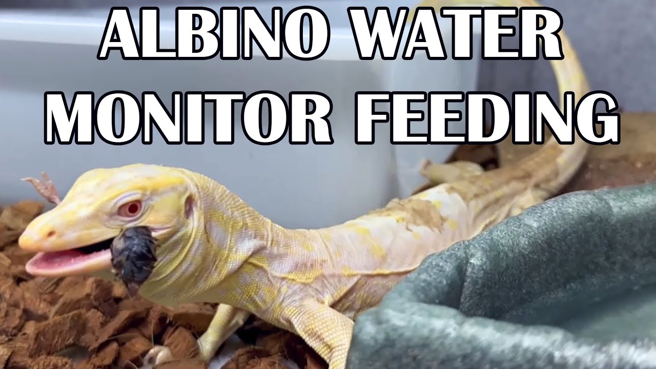 FEEDING DAY FOR SNAKES & WATER MONITORS! - YouTube
