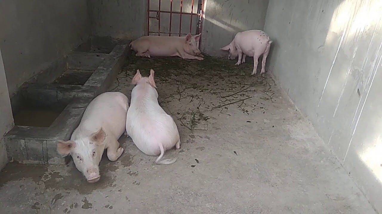 Improving rural Piglet farming - YouTube
