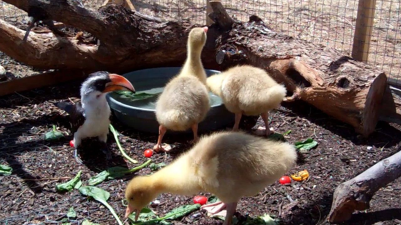 African Hornbill loves baby geese - YouTube