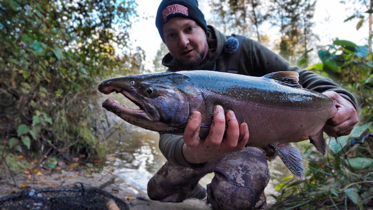 Catching HATCHERY COHO SALMON Twitching Jigs In Fast Water - YouTube