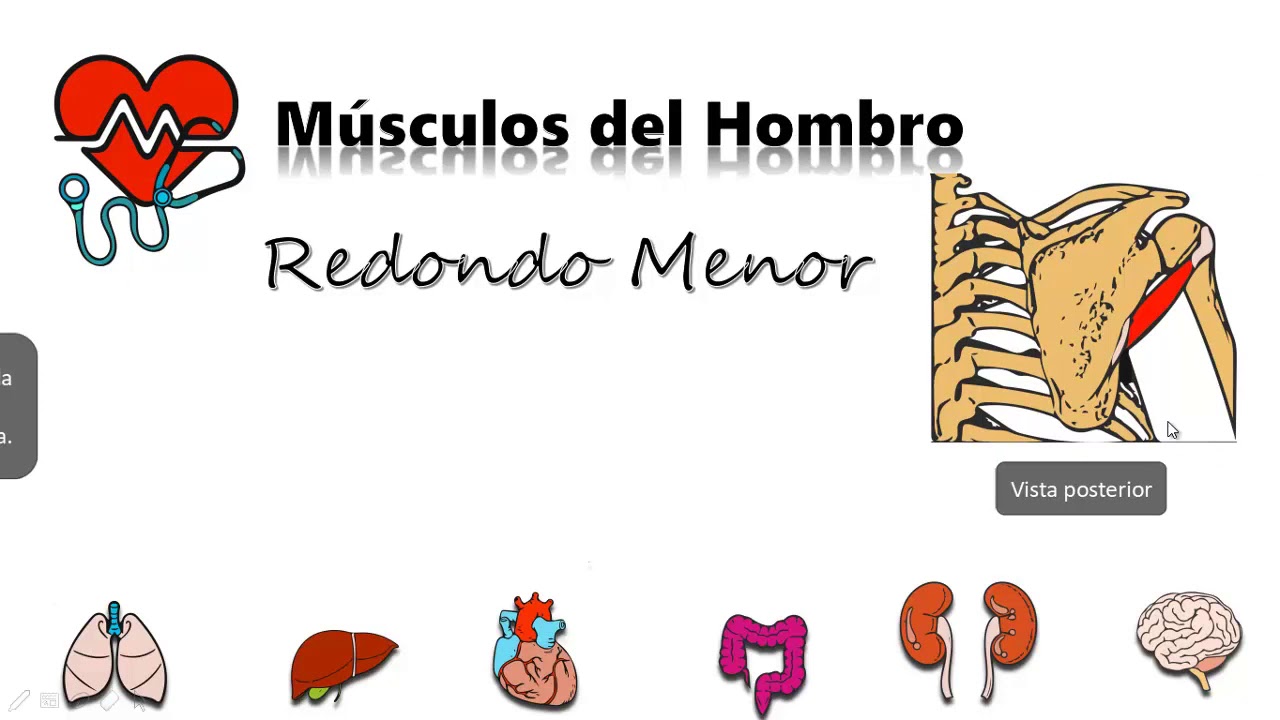 Músculos del hombro || Redondo Menor - YouTube