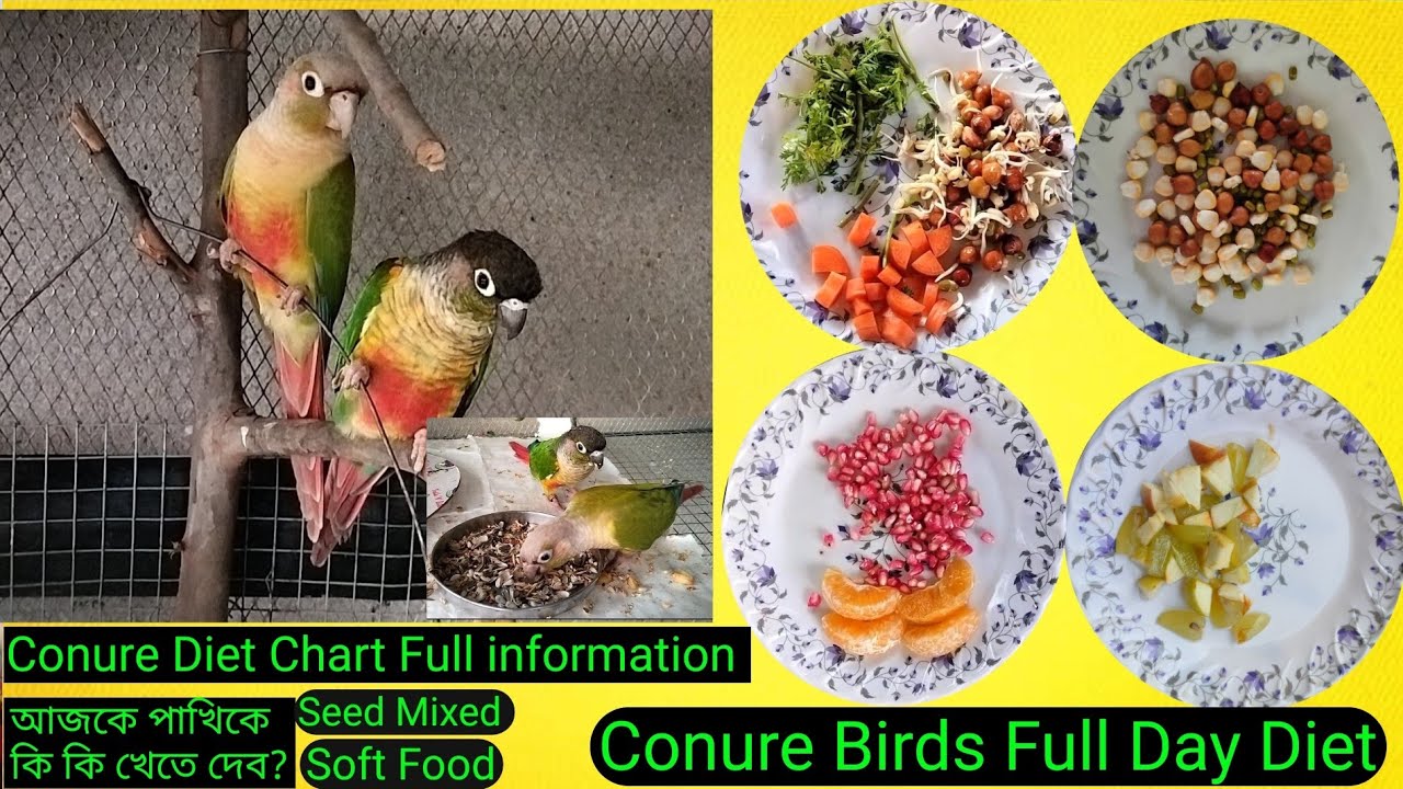 Conures Diet ll Diet For Conure Birds ll Conures Food ll Full day diet ...