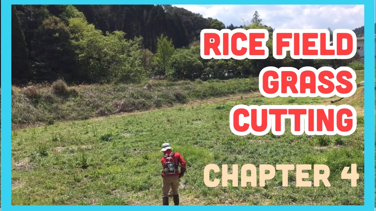 Trimming the tall and thick grass overgrown rice field in JAPAN using ...