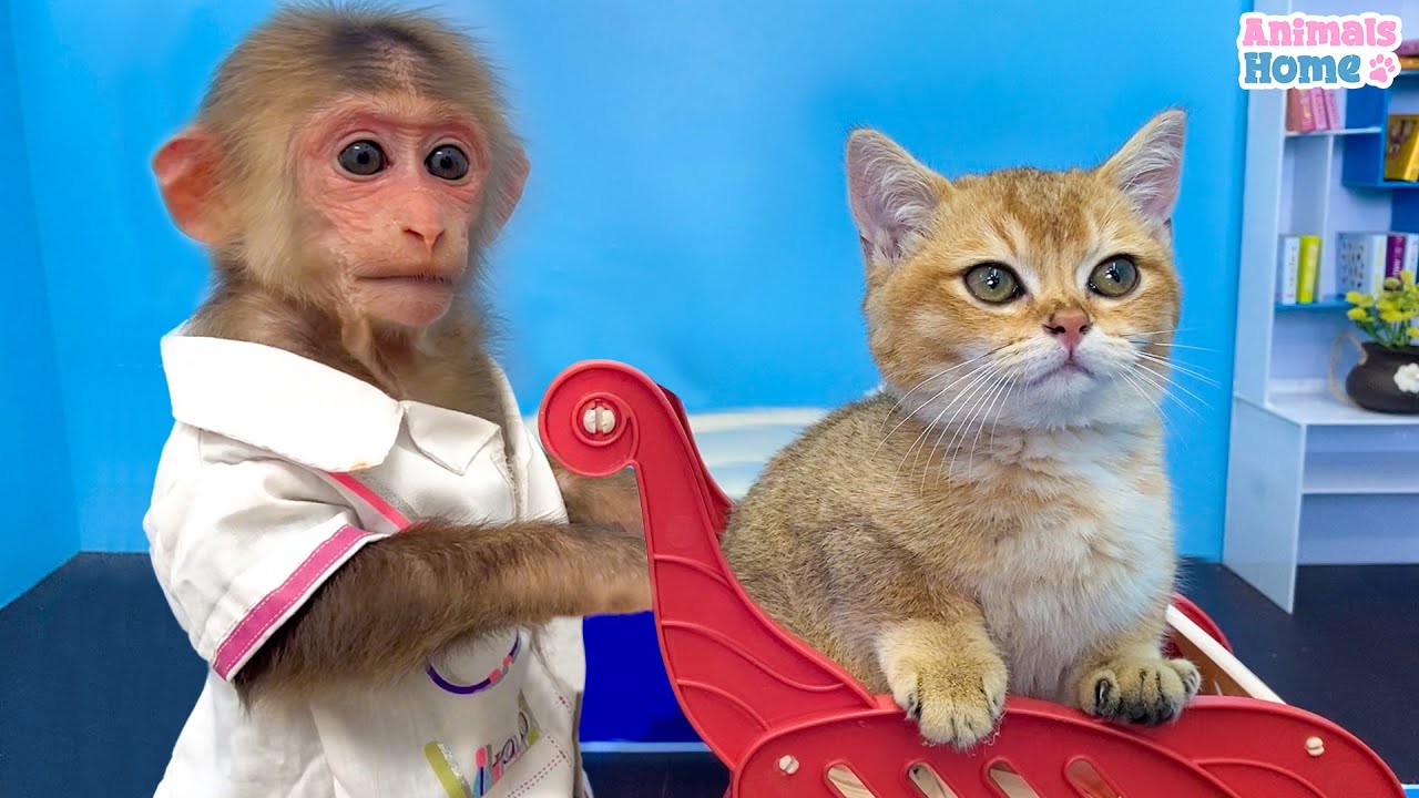 BiBi helps kitty stuck in a snowstorm - YouTube