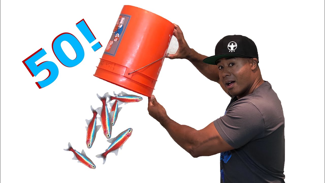 I Added 50 Fish! - YouTube