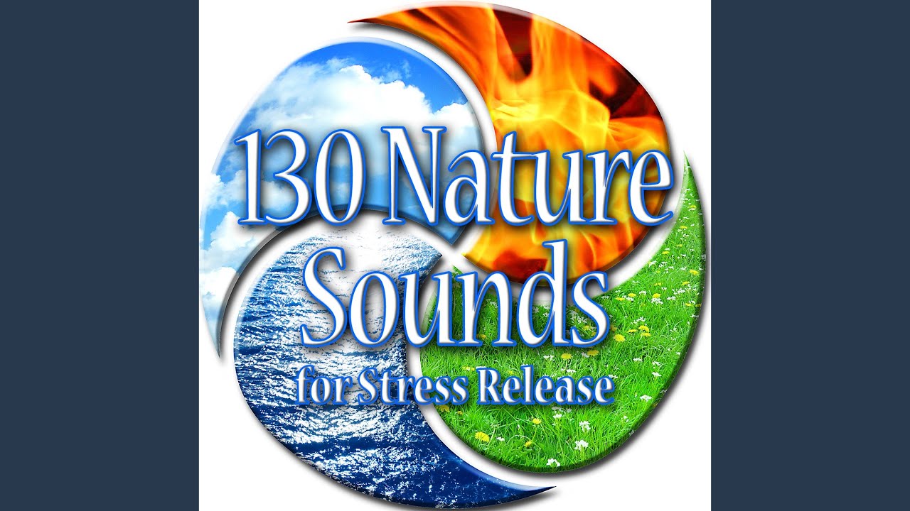 Breezy Forest Day Ambience with Summer Birds - YouTube