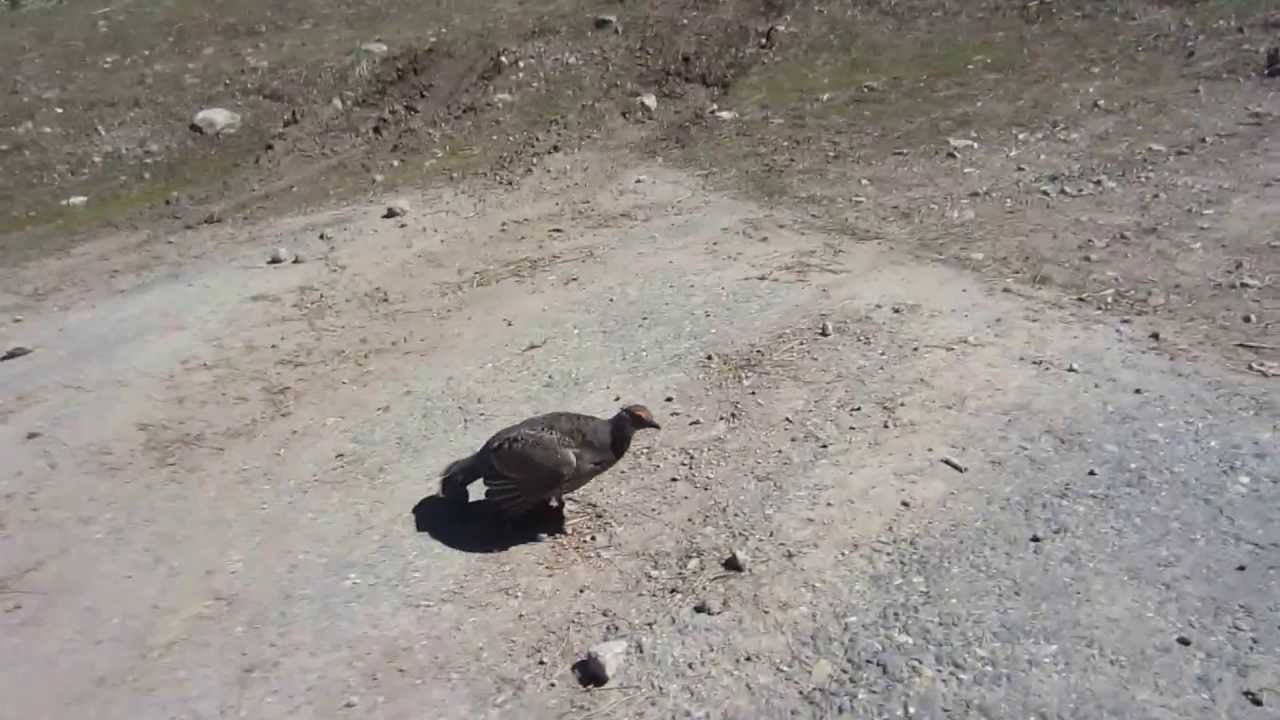 Sooty Grouse Attack - YouTube