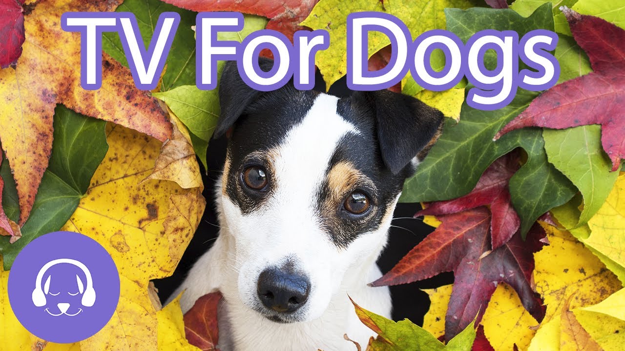 Dog TV: 5 Hours of Entertaining TV For Dogs to Watch! (2020) - YouTube ...