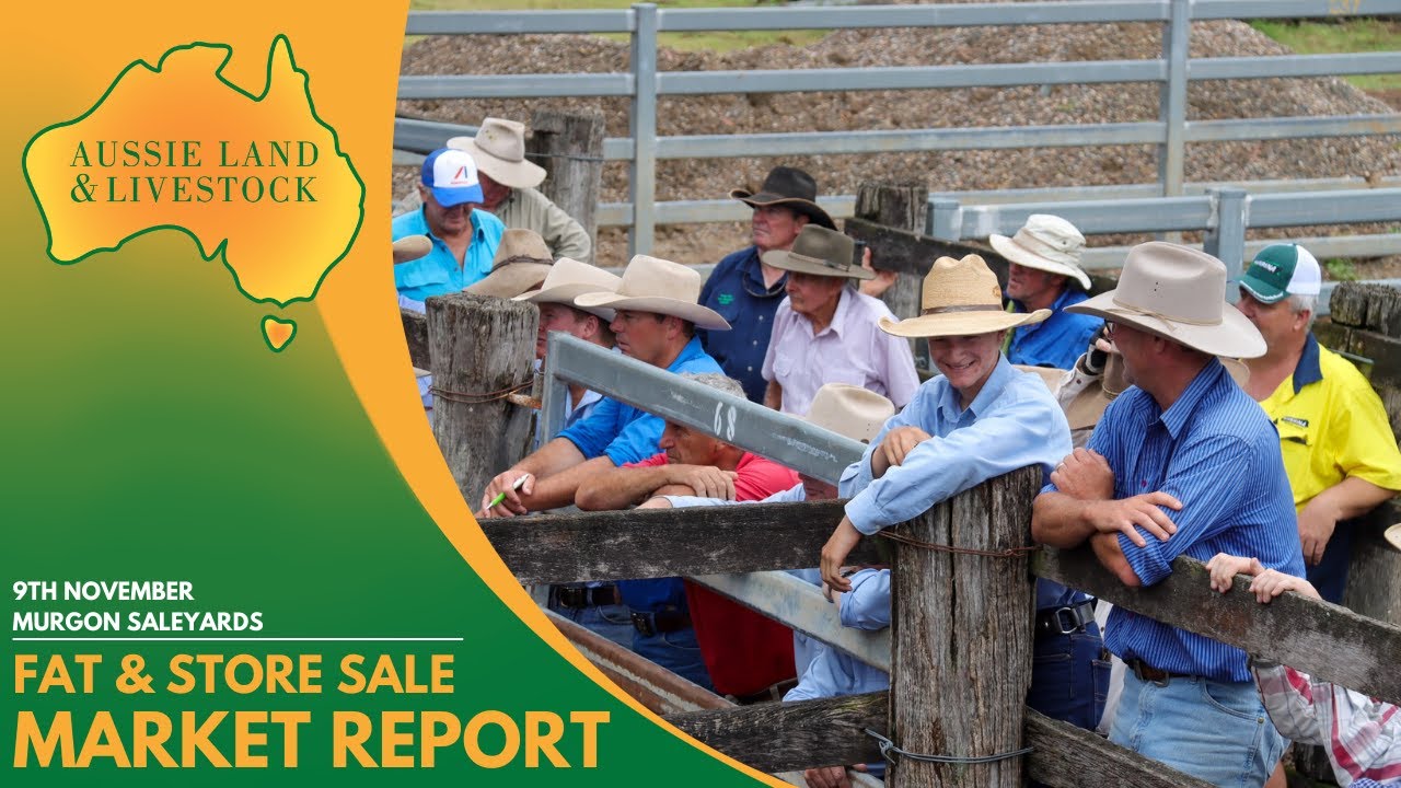 FAT & STORE SALE MARKET REPORT- MURGON SALE 9TH NOVEMBER - YouTube