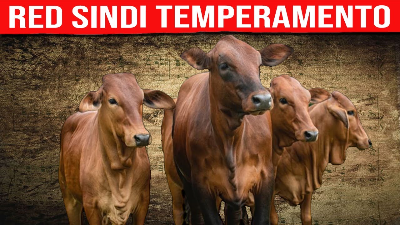 🔴 RED SINDHI Temperamento Vacas Lecheras - YouTube