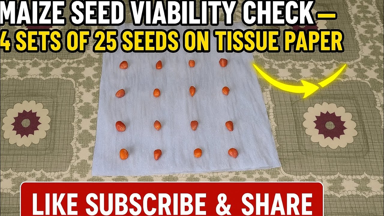 Things you do before sowing maize🌽 Maize Seed Viability Check – 4 Sets ...