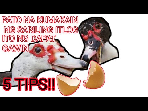 KUMAKAIN NG SARILING ITLOG ANG PATO/BIBE ANO ANG DAPAT GAWIN - YouTube