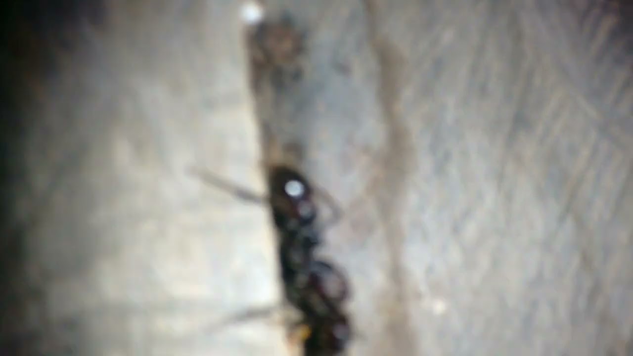 formiga gigante da AMAZÔNIA - YouTube