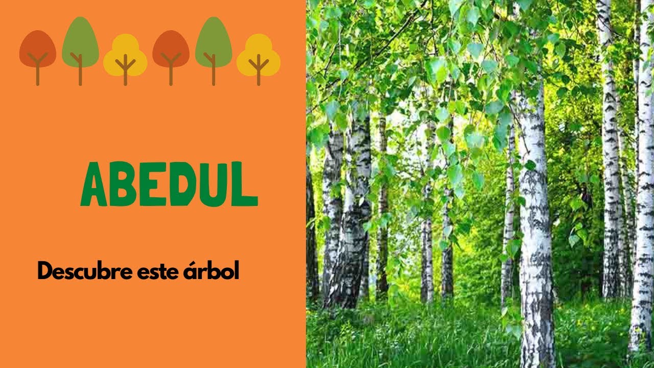 Abedul: descubre este increíble árbol - YouTube