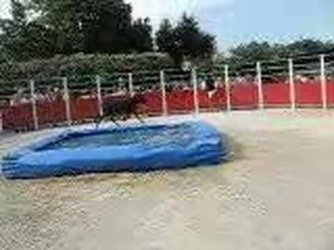 bull fight