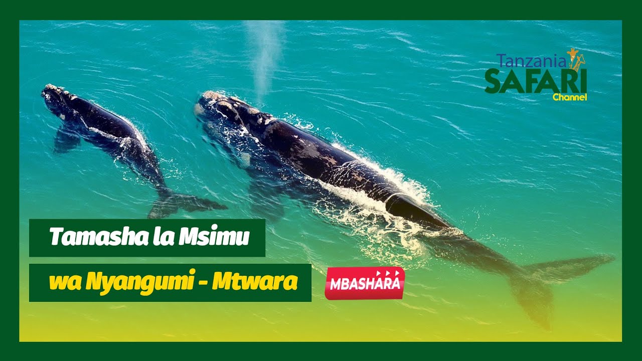 🔴TBCLIVE: TAMASHA LA MSIMU WA NYANGUMI (WHALE SEASON FESTIVAL) - YouTube