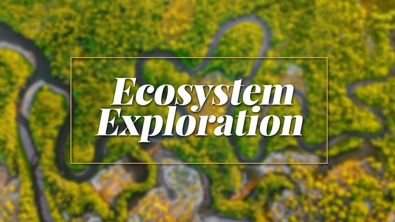 Ecosystem Exploration - Mangroves - YouTube