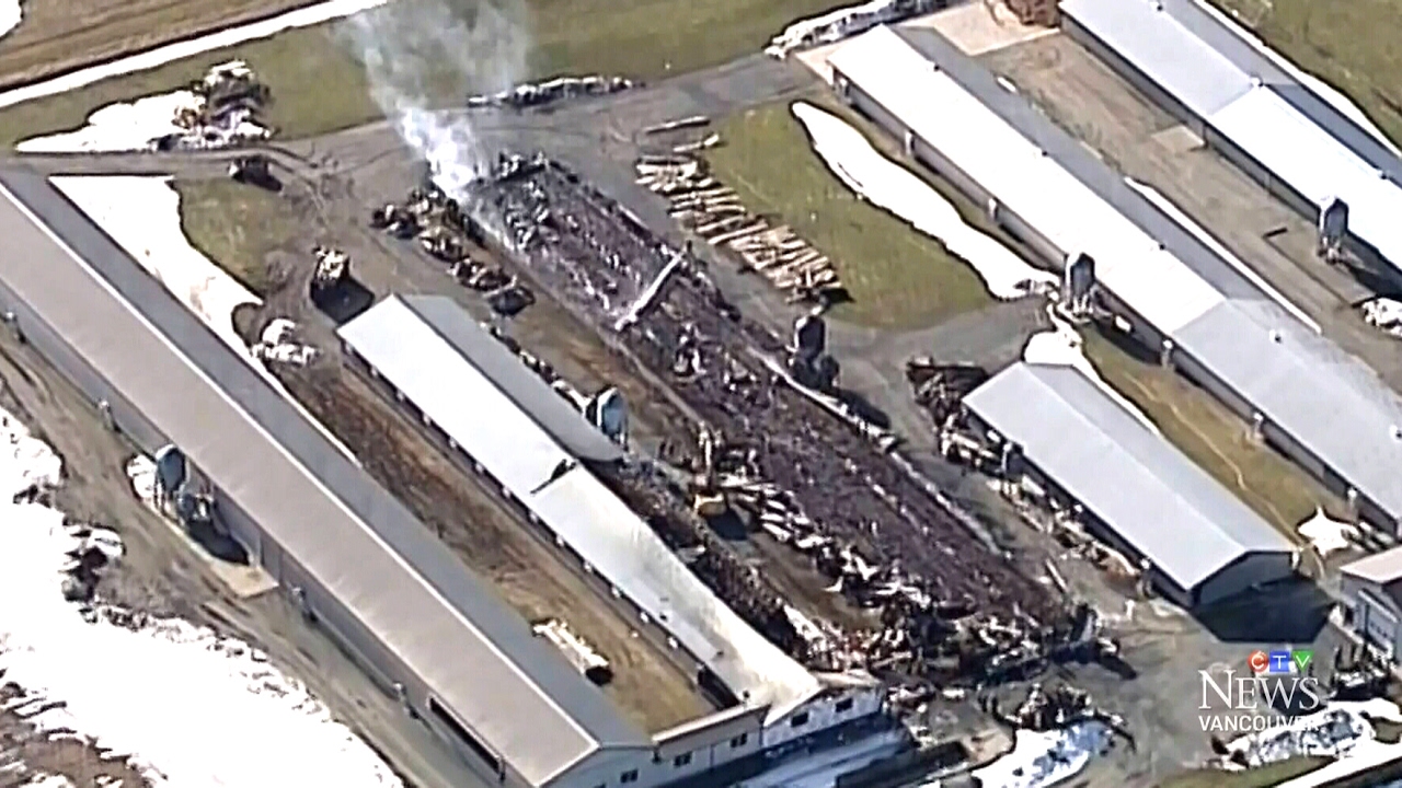 Thousands of chickens killed in Abbotsford barn fire - YouTube