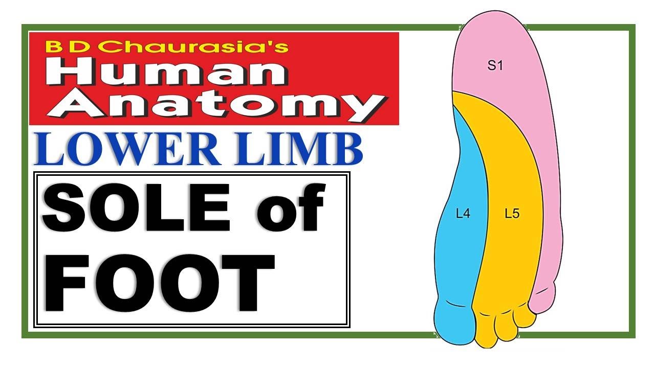 Chp10 | SOLE of FOOT | Lower Limb | Dr Asif Lectures | BD Chaurasia ...