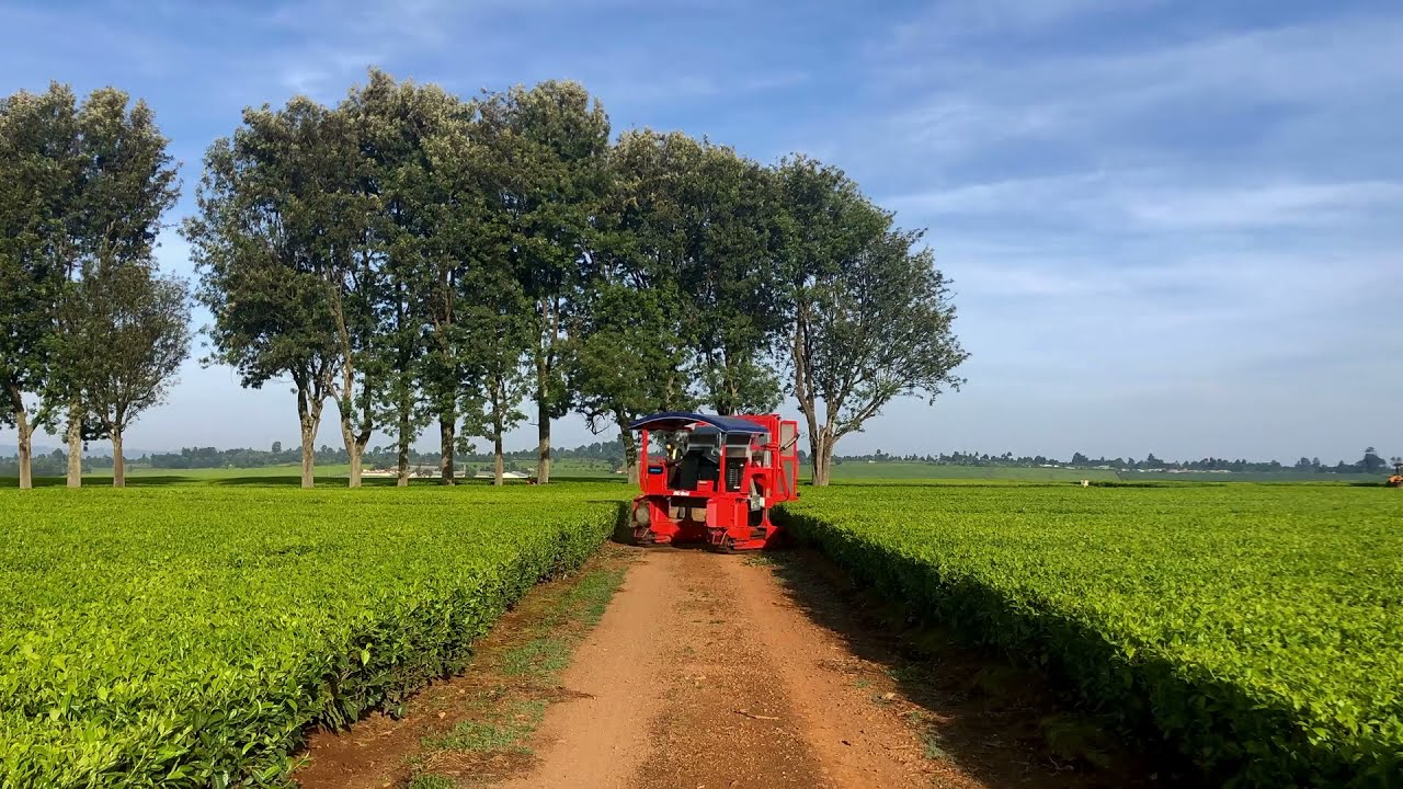 Ochiai Cutlery Tea Plucking Machine James Finlay Kericho Kenya Tea Farm ...