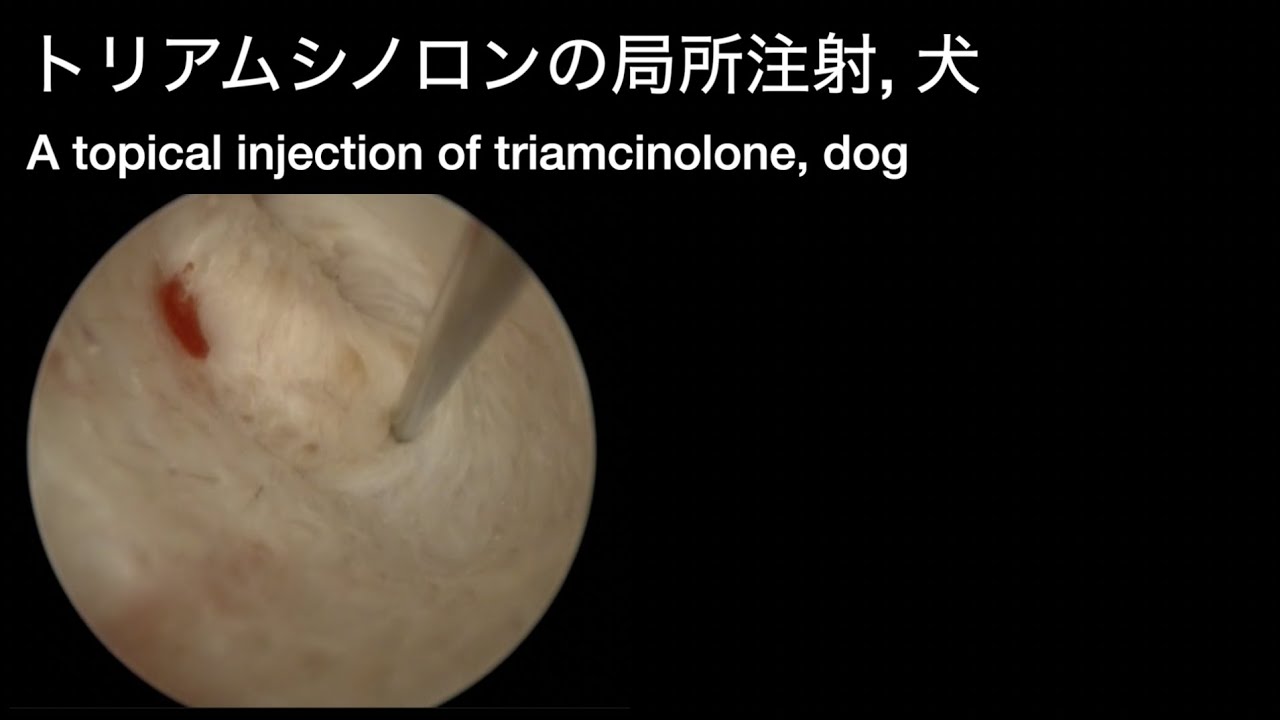[Dog]A topical injection of triamcinolone - YouTube