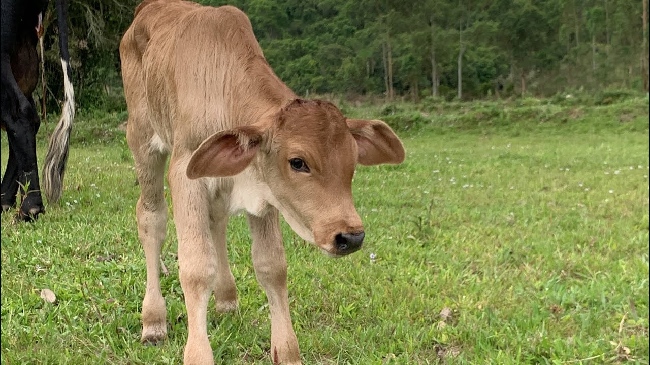 Procurando vaca no campo+ nasceu uma terneira - YouTube