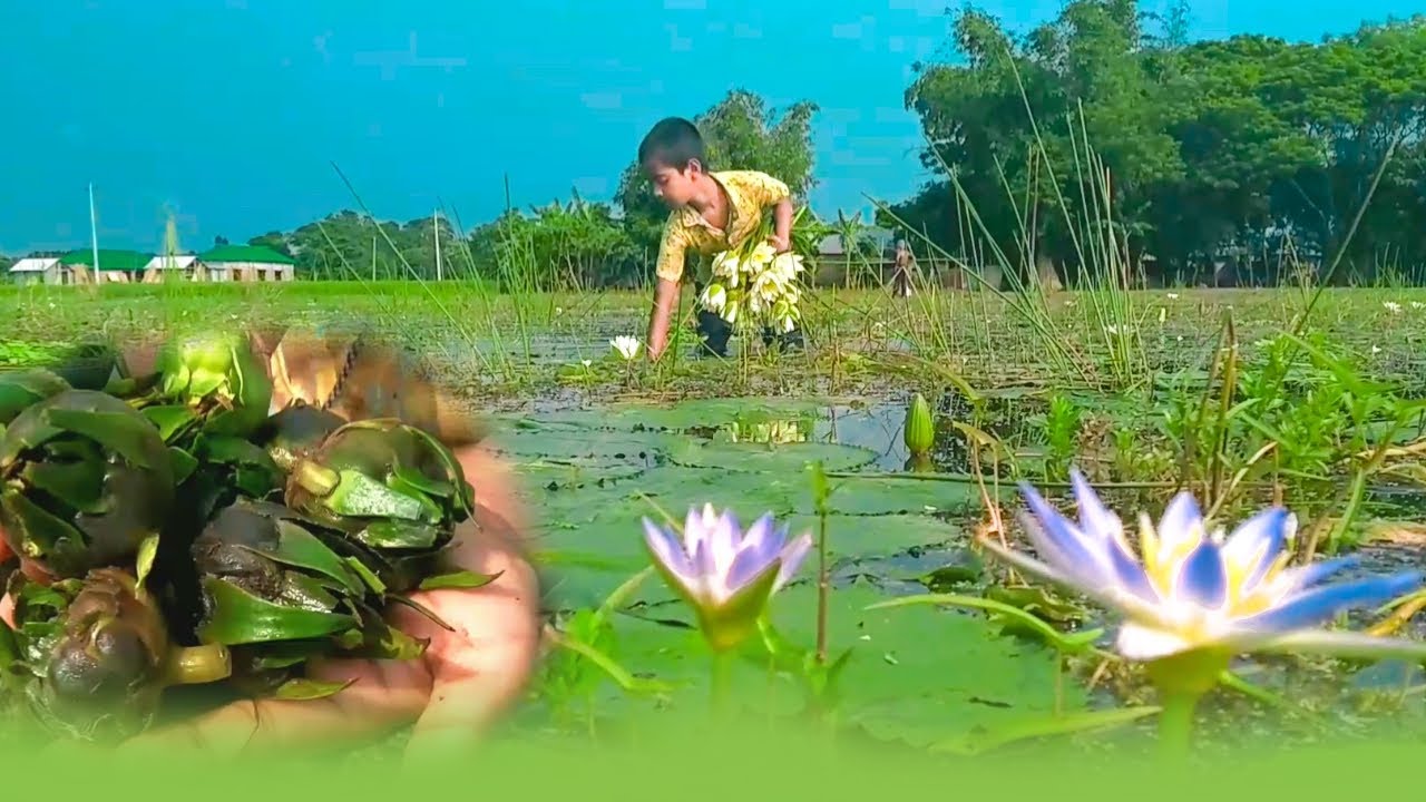 water lily 'sapla' of bangladesh || national flower water lily of ...