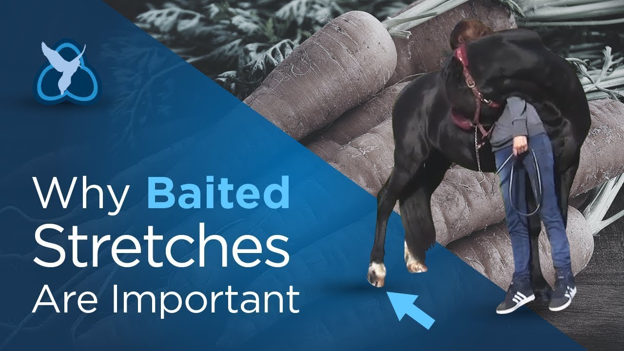 Baited stretches - why are they important - YouTube