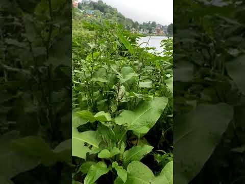 हलहलेको चमत्कार