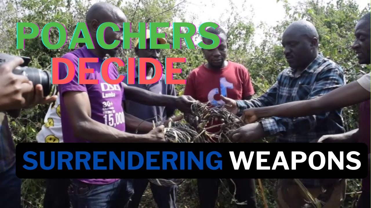 POACHERS surrender their weapons in RUBILIZI as one way of conserving ...