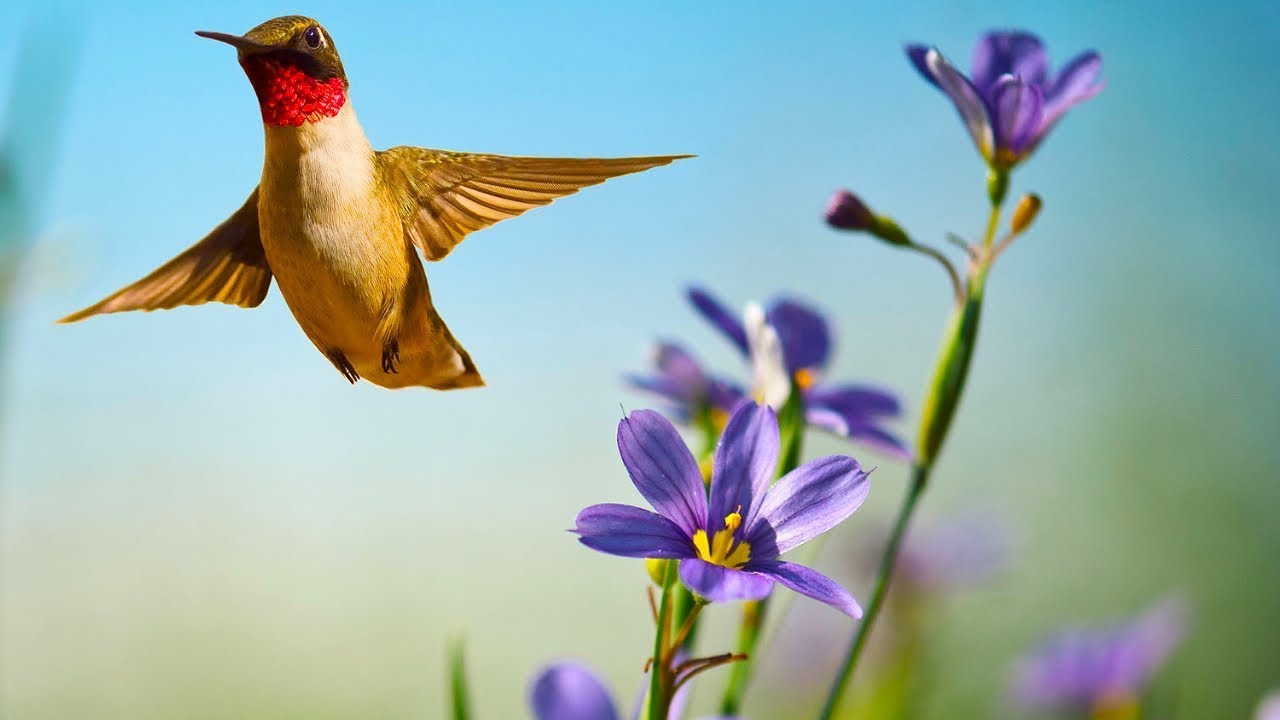 Beautiful Relaxing Music, Beautiful Nature Scenery in 4k Ultra HD, "The ...