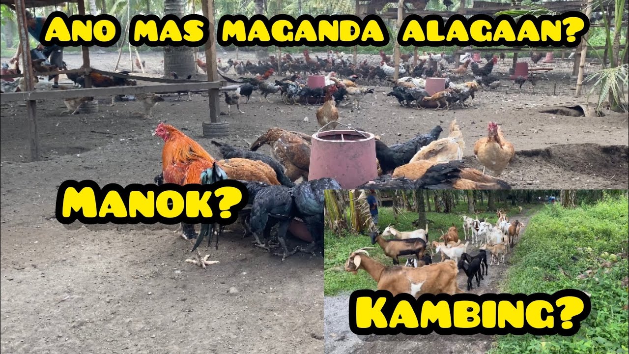 ANO ANG MAS MAGANDA ALAGAAN? KAMBING OR MANOK? - YouTube