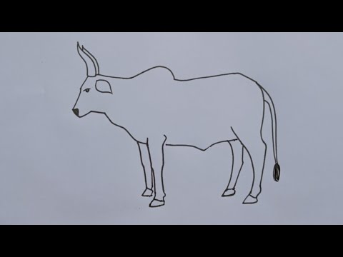 how to draw ox drawing easy step for beginners - YouTube