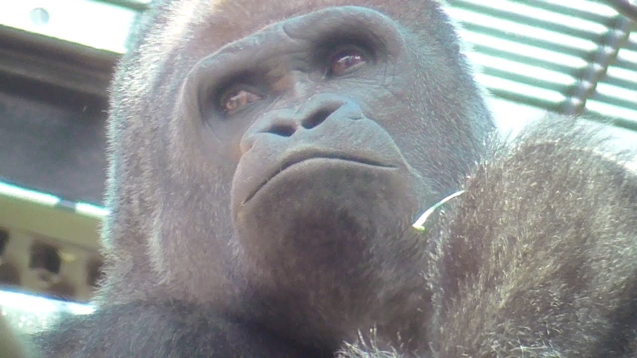 The coolest boss gorilla and the cutest little gorilla playing with a ...