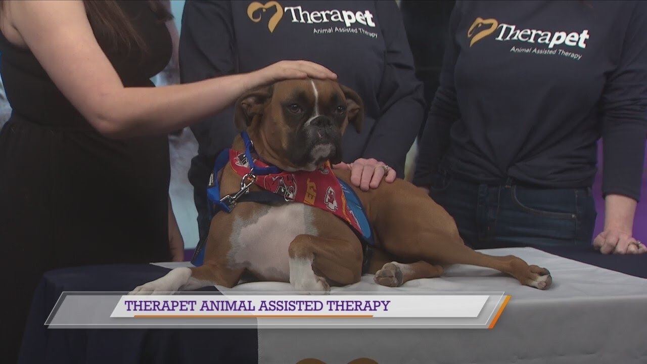 How your pet can become a certified Therapet like LolaBelle - YouTube