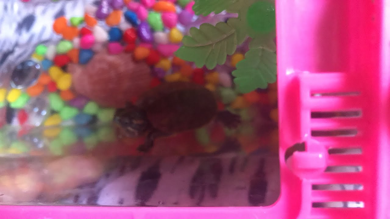 Turtle Youtube 9707