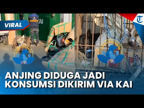 MIRIS! VIRAL ANJING DIKIRIM LEWAT KERETA, Kondisi Mulut dan Kaki Diikat: Diduga akan Jadi Konsumsi