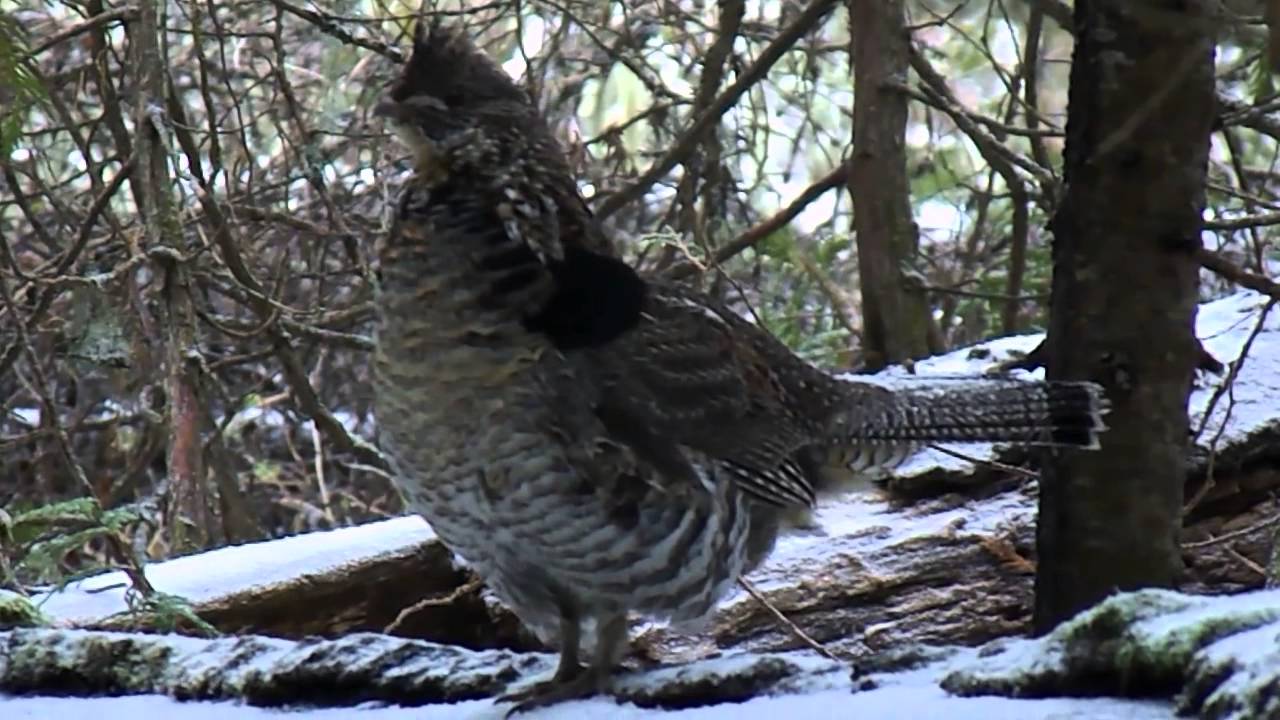Ruffed Grouse Drumming, Cochrane Ontario - YouTube