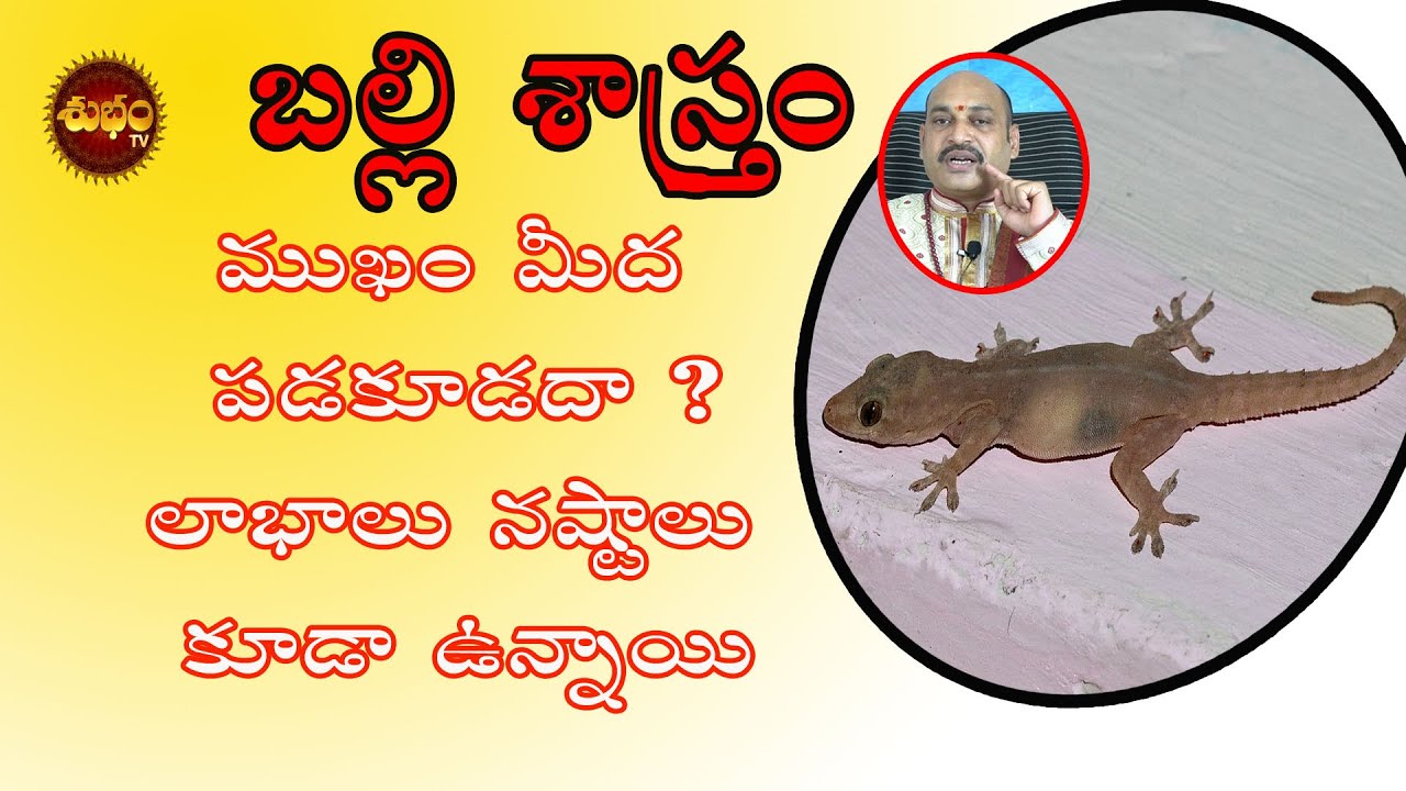 బల్లి ముఖం మీద పడితే | Balli Sastram | Balli Meeda Padithe Em ...