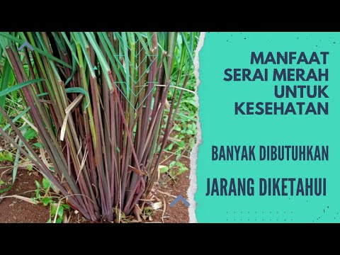 Manfaat Serai Merah dan Cara Penggunaannya (Tanaman Obat Keluarga ...