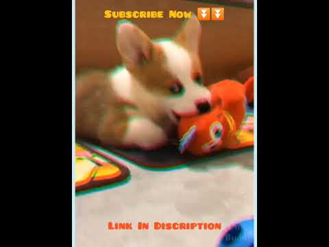 cute Puppy 🐶 Video #shorts - YouTube