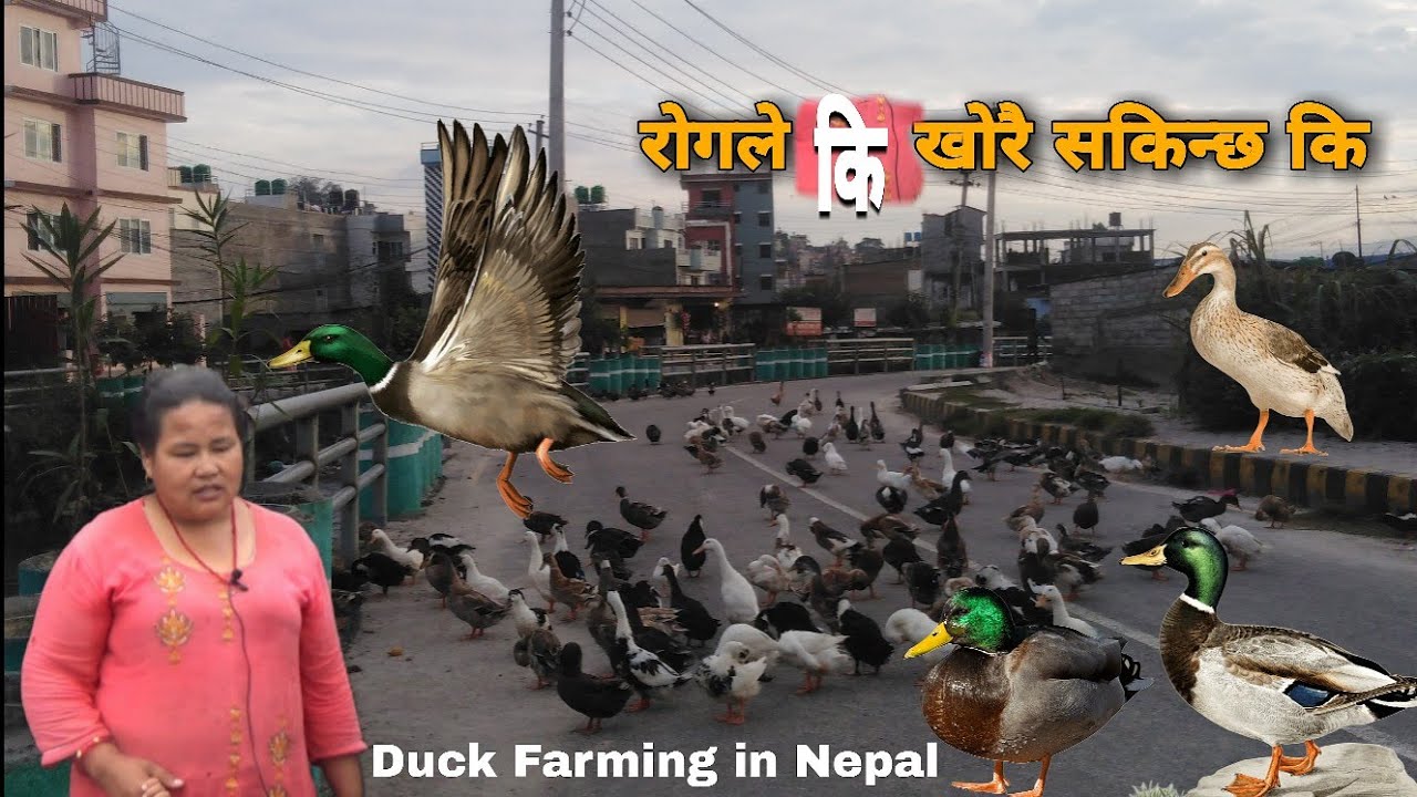 रोगले कि खोरै सकिन्छा कि सबै - Duck/Farming Rearing in Nepal ...