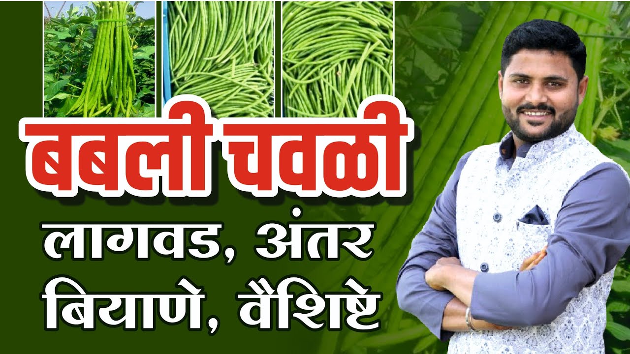 धरती बबली चवळी लागवड अशी करा 100% पूर्ण माहिती //Dharti babali chavali ...