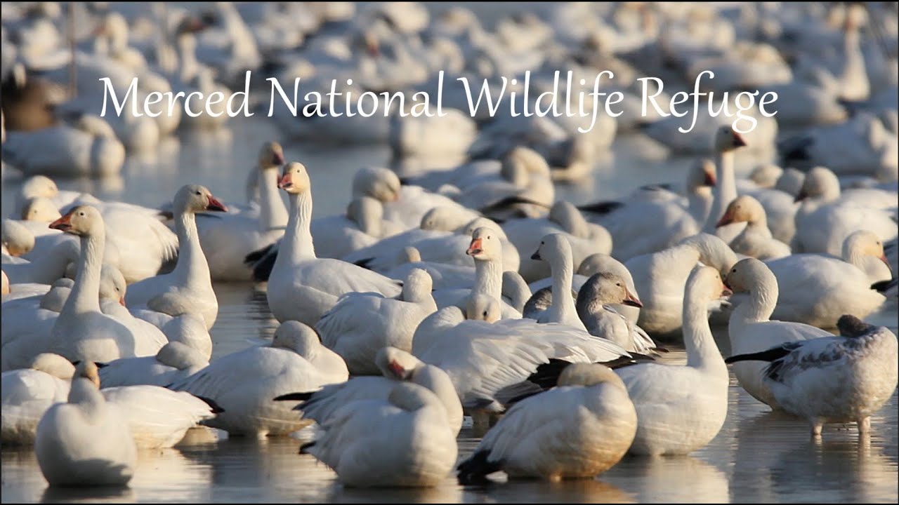 916 - Merced National Wildlife Refuge - YouTube