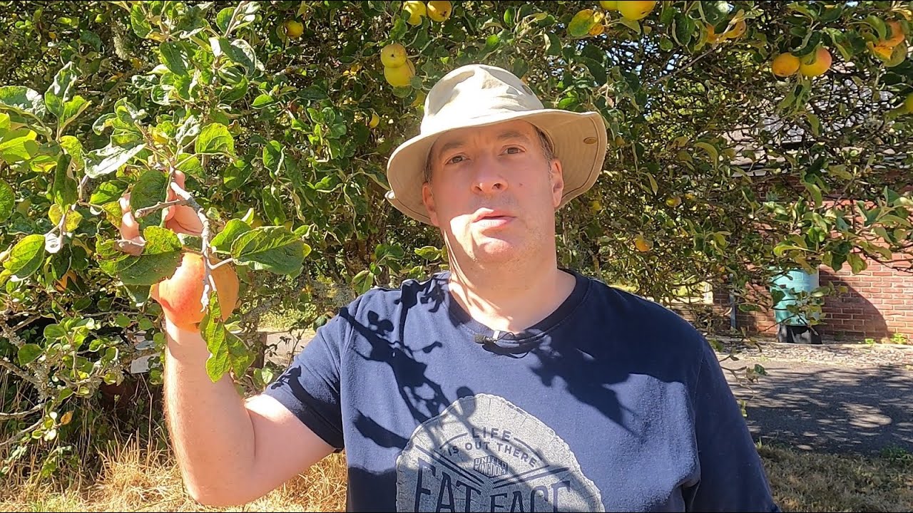 Kaneliomena (cinnamon apple) stepover - first taste and summer pruning ...