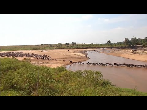 Öküz başlı antilopların Tanzanya'dan Kenya'ya göçü