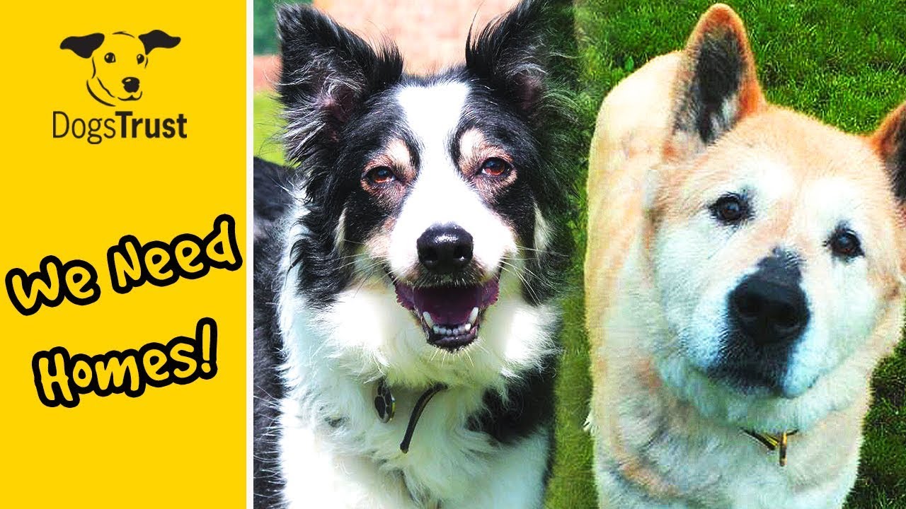Our Dogs of the Week! | Can You Give Them a Home? | Dogs Trust - YouTube