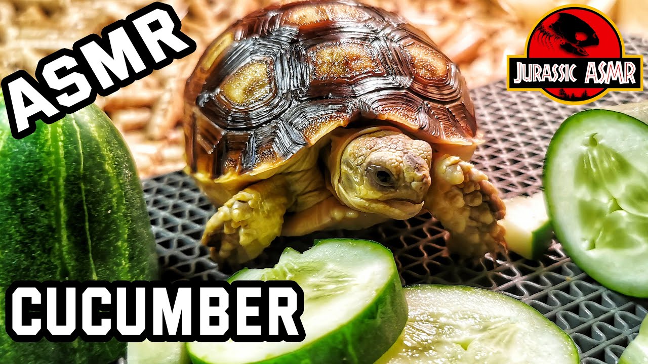 ASMR Turtle Eating Cucumber Tortoise ASMR 🐢09 - YouTube