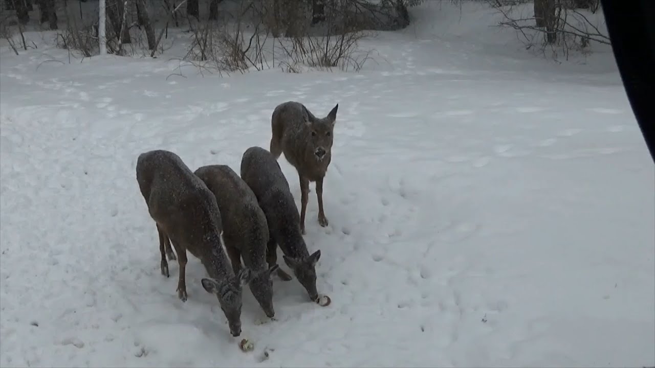 Robin and Deer Eating Apples - YouTube